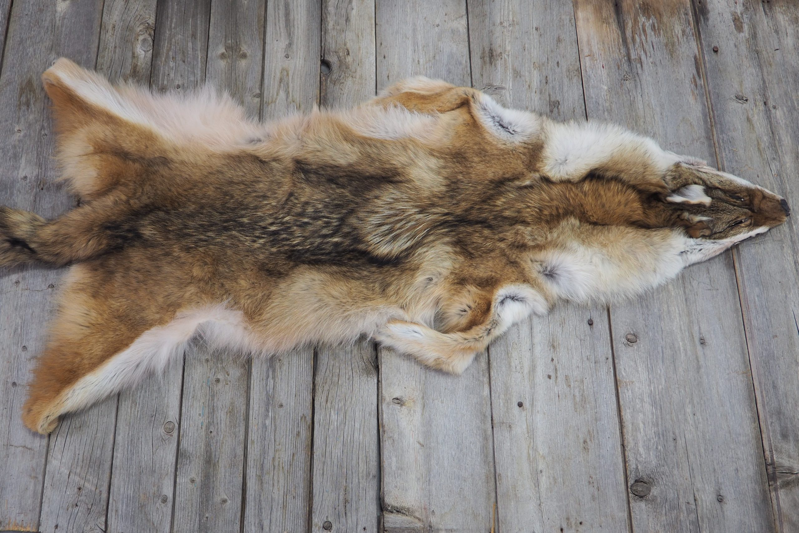 Coyote | Gaston Henry Fourrures