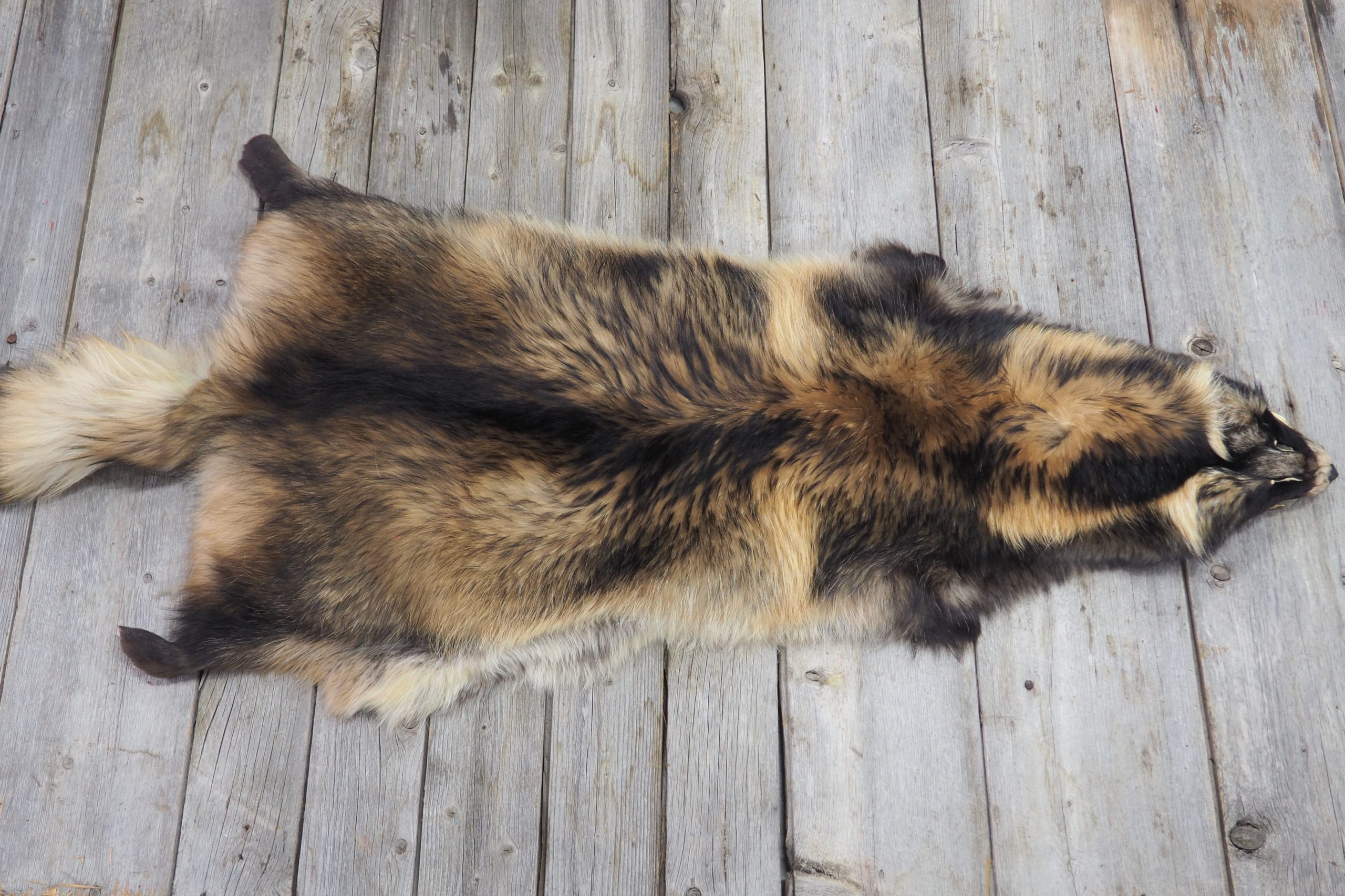 Finn raccoon | Gaston Henry Fourrures