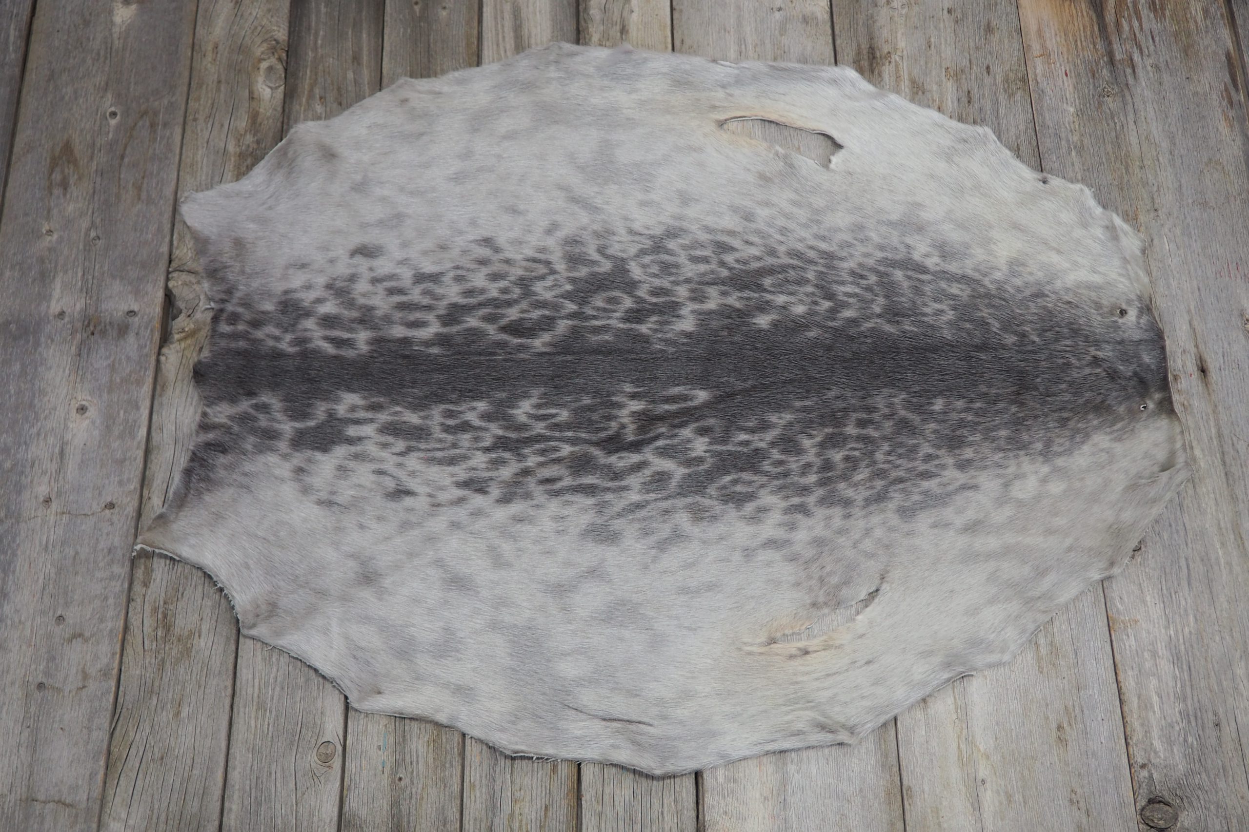 Seal Skin In English at Claude Herrington blog